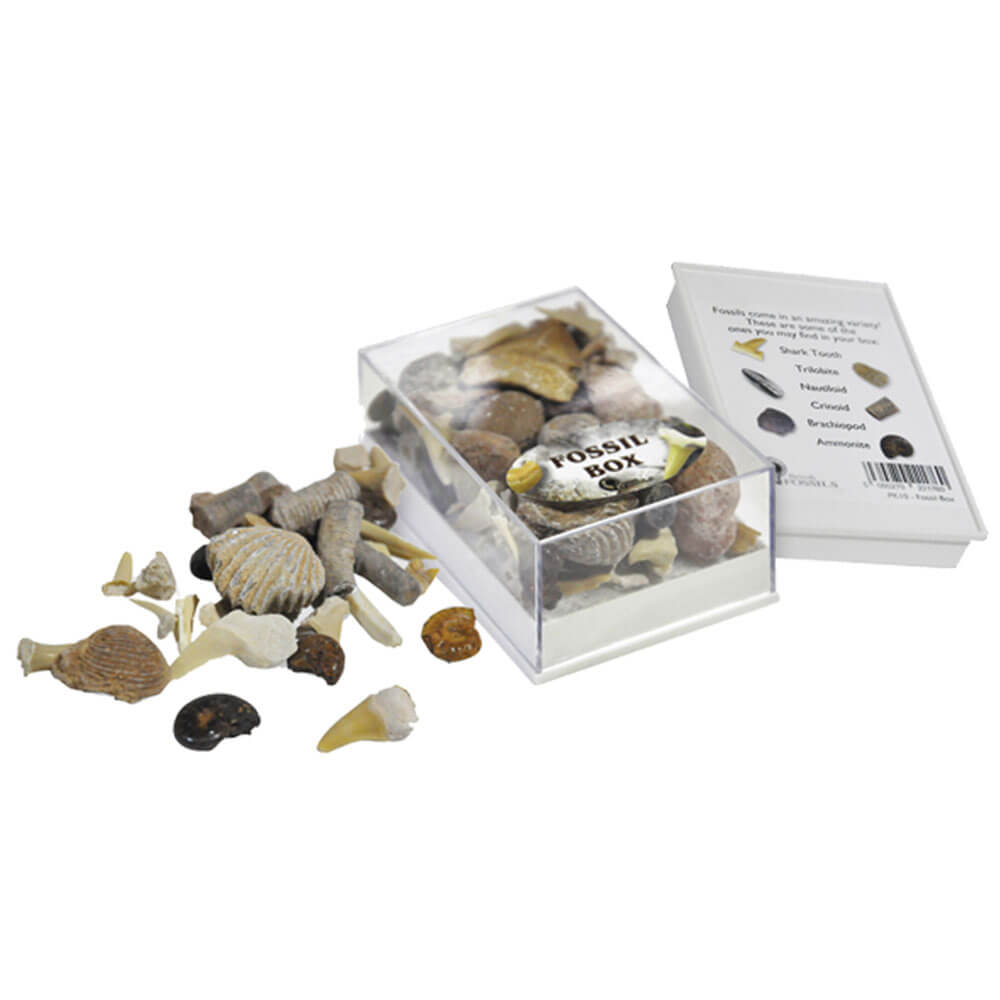 Real Fossil Collection Kit at LatestBuy